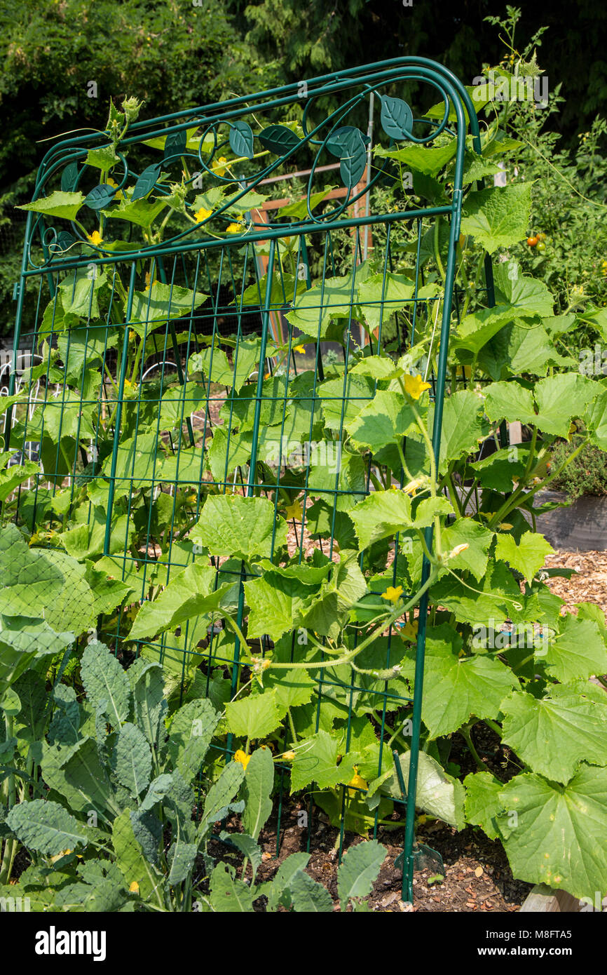 Squash growing up a metal trellis, next to some collard greens Stock ...