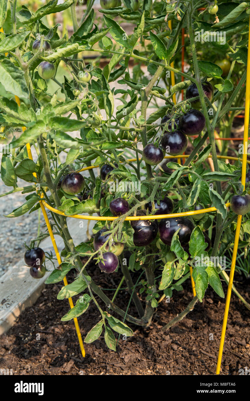 Indigo rose hybrid tomato hi-res stock photography and images - Alamy