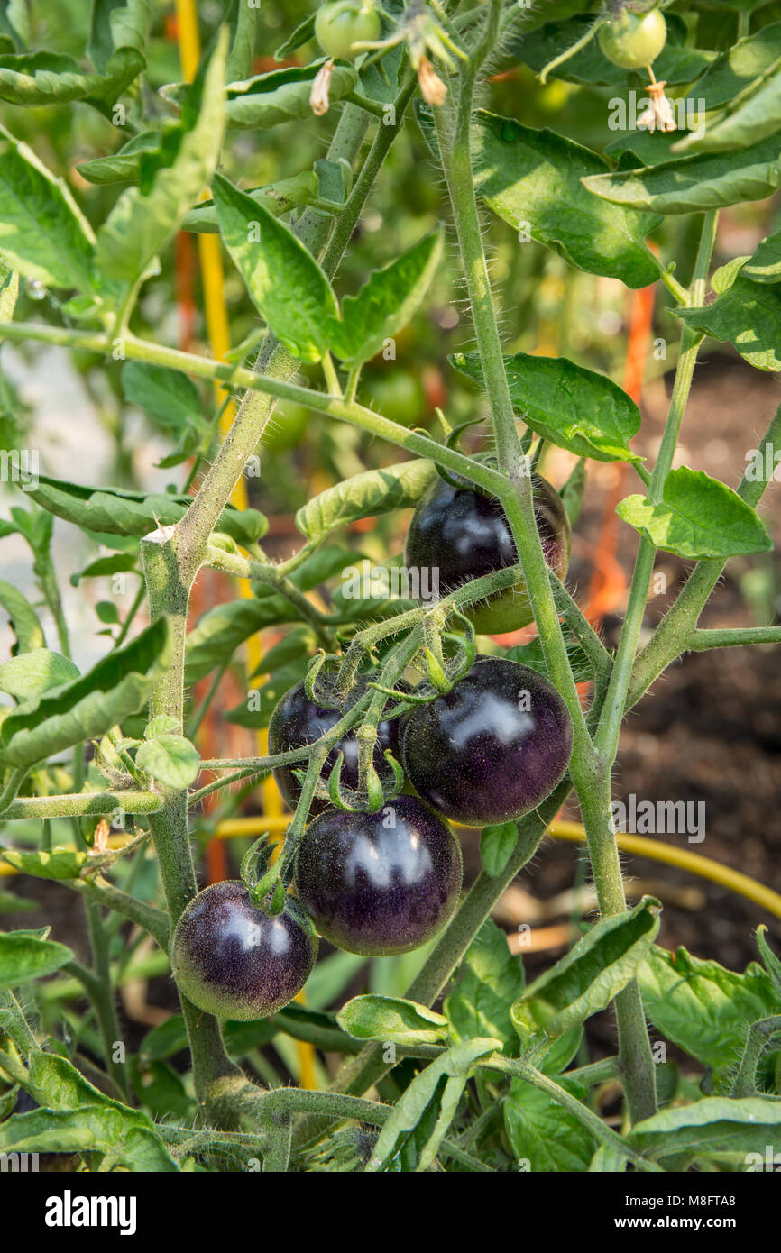 Indigo Rose hybrid tomatoes Stock Photo - Alamy