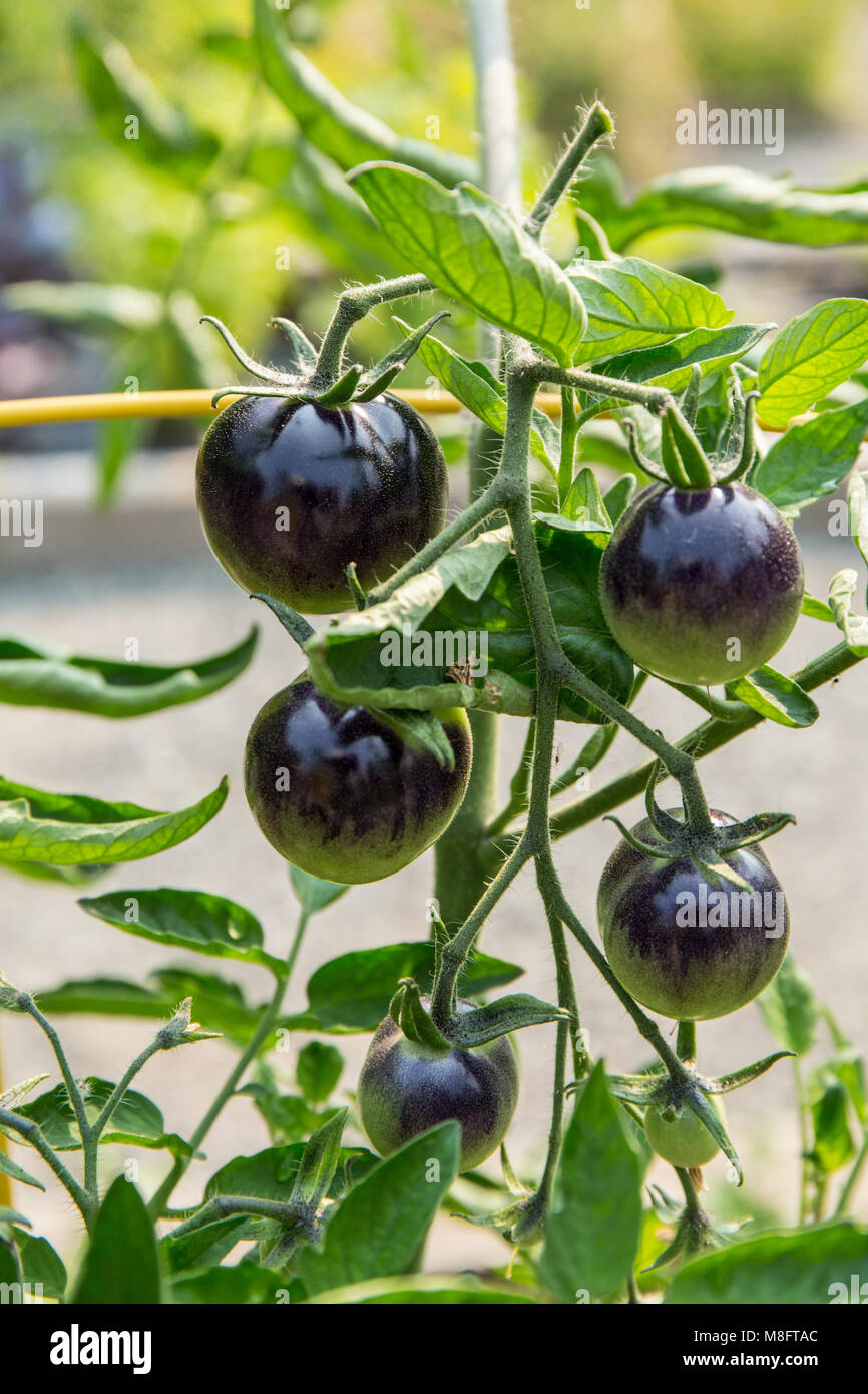 Indigo plant growing hi-res stock photography and images - Alamy