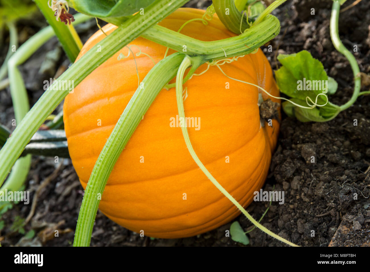 Pumpkin field ripe orange hi-res stock photography and images - Alamy