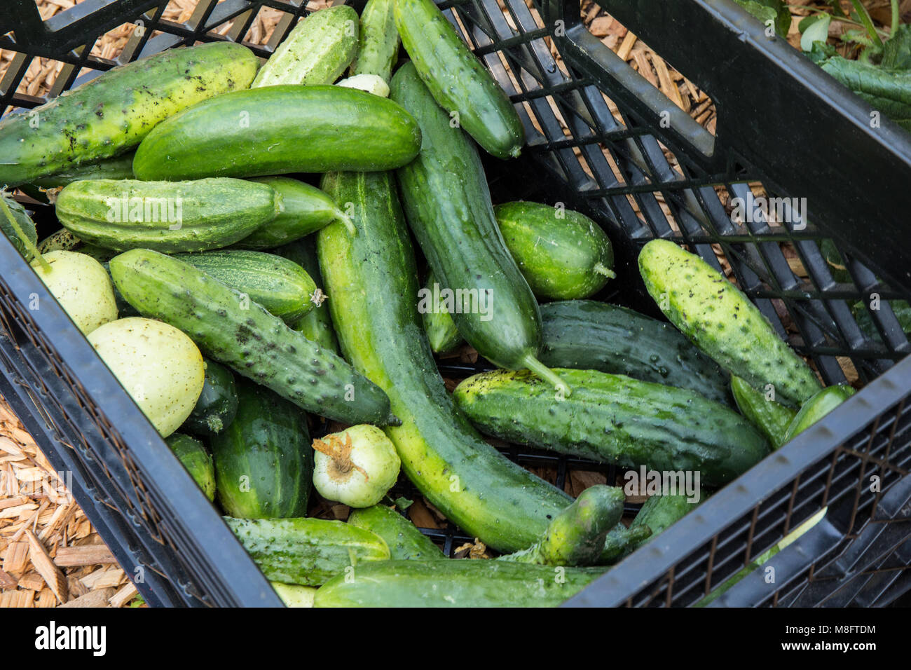 Crate of freshly harvested green and lemon cucumbers Stock Photo - Alamy