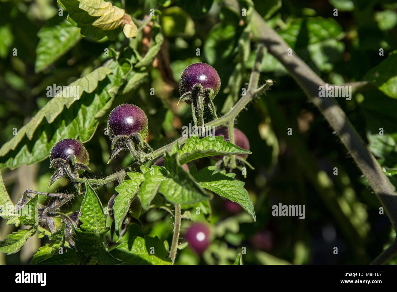 Bellevue, Washington, USA. Blue Gold Berries heirloom tomato plant ...