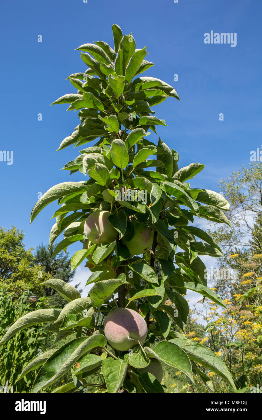 Columunar apple tree. Also known as urban fruit trees, columnar fruit ...