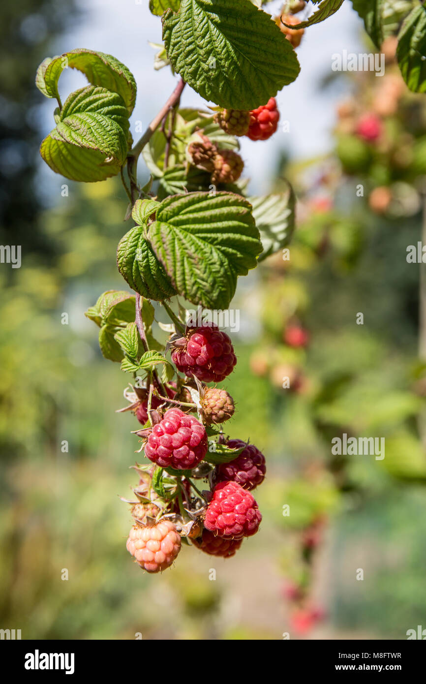 Vine in different stages hi-res stock photography and images - Alamy
