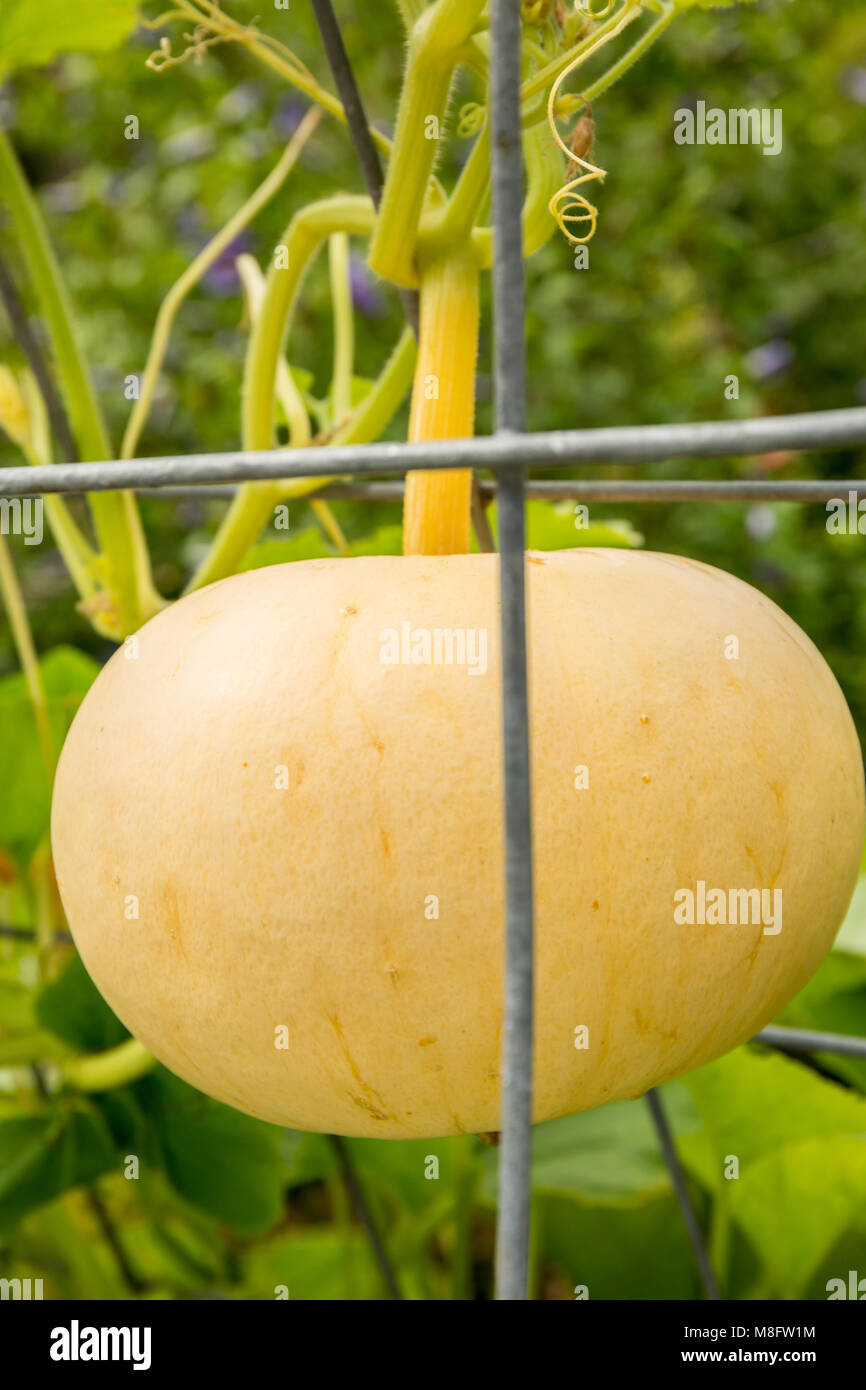 Galeux D'eysines heirloom winter squash on the vine utilizing a cage ...