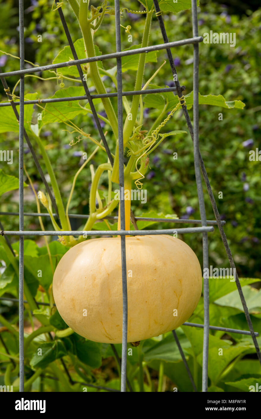 Galeux D'eysines heirloom winter squash on the vine utilizing a cage ...