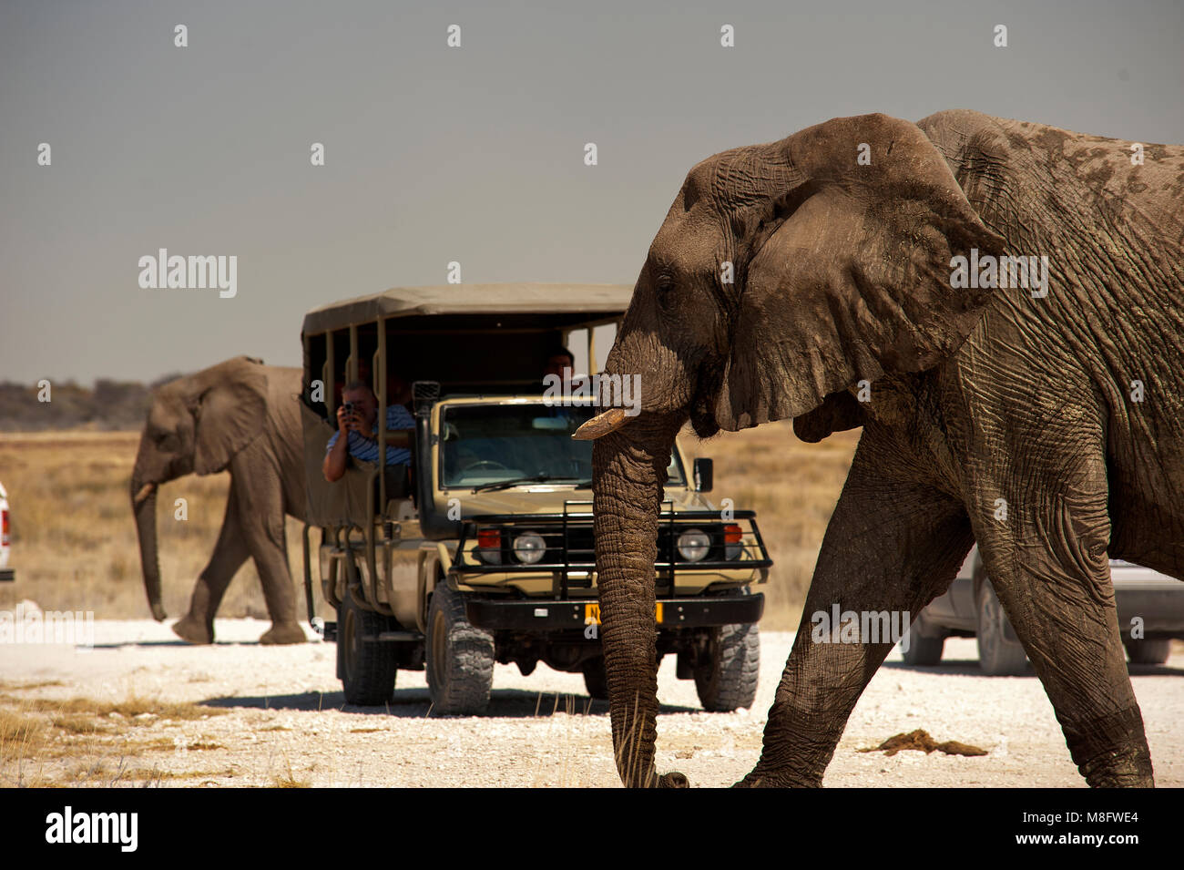 Elephant car hi-res stock photography and images - Alamy