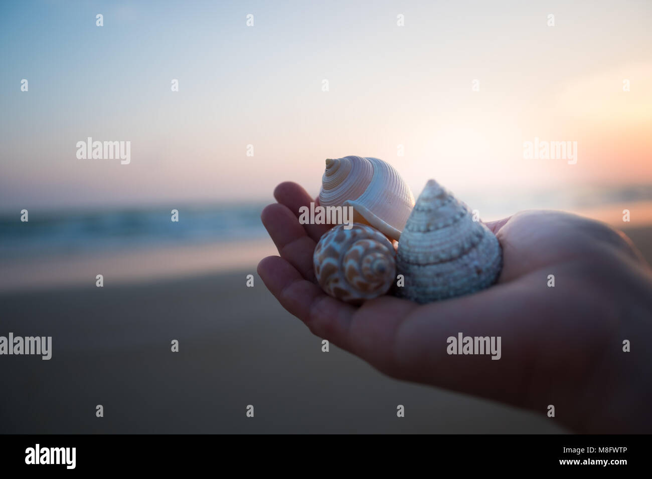 Three Conch shells on woman's hands in sunset light Stock Photo - Alamy