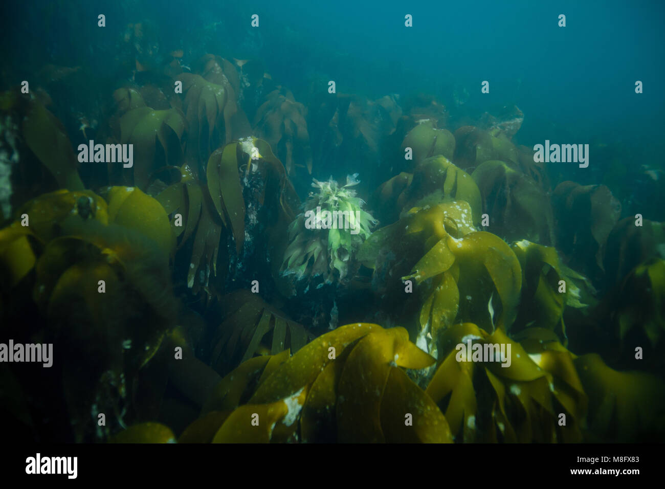underwater landscape in Norway Stock Photo - Alamy