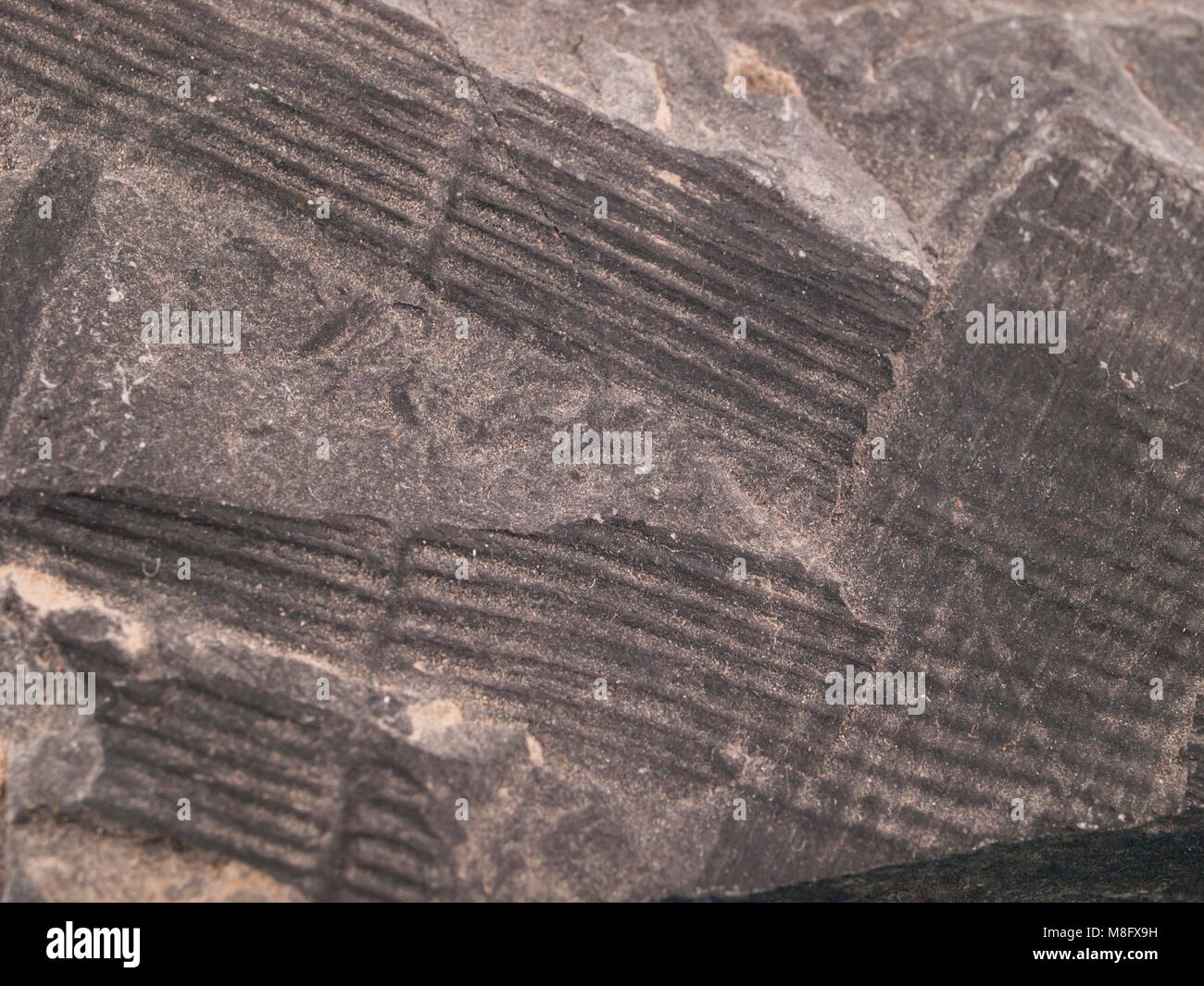 Cambrian period hi-res stock photography and images - Alamy