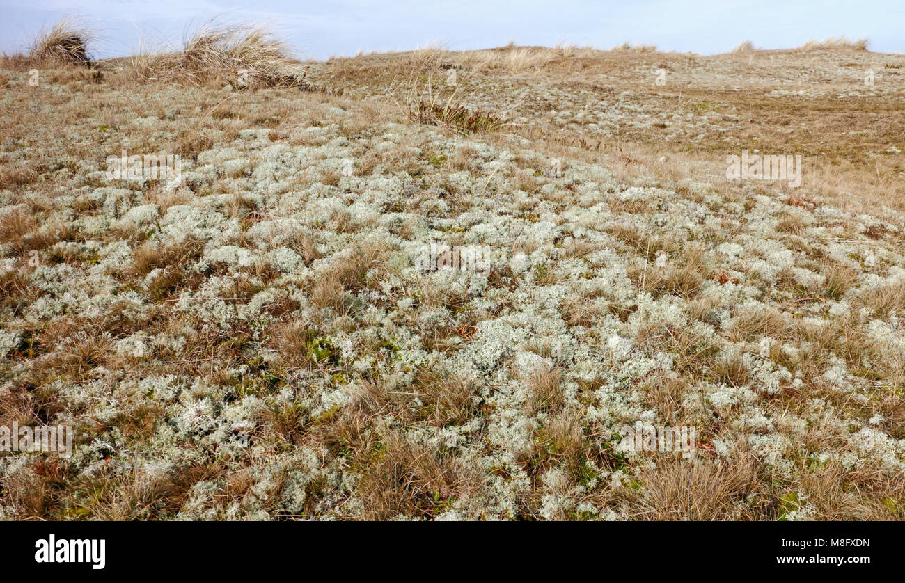 Landward of secondary dunes hi-res stock photography and images - Alamy