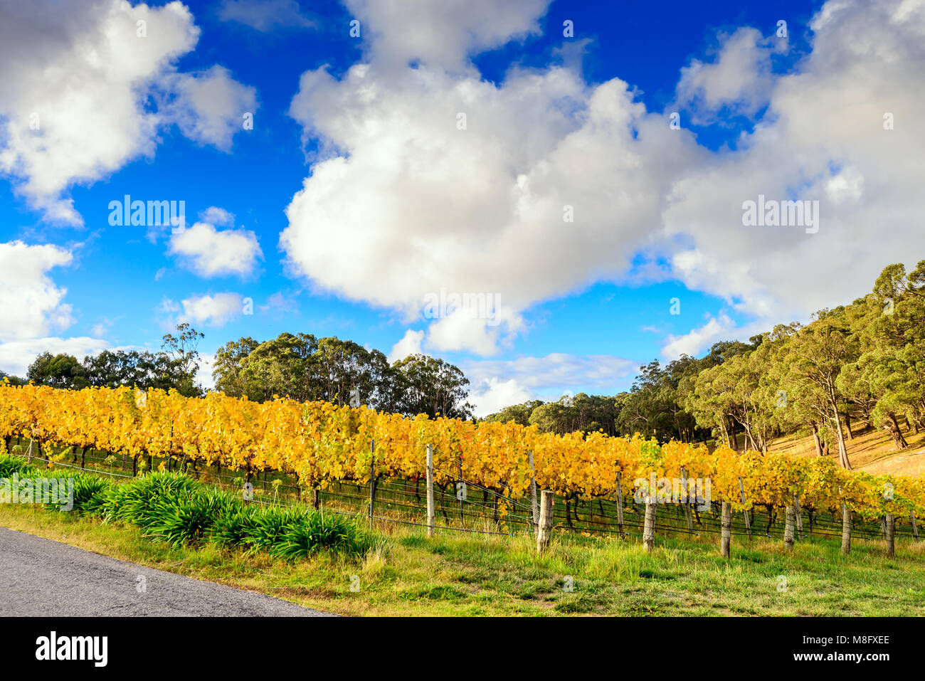 Yellow grape vines in autumn, Adelaide Hills, South Australia Stock ...