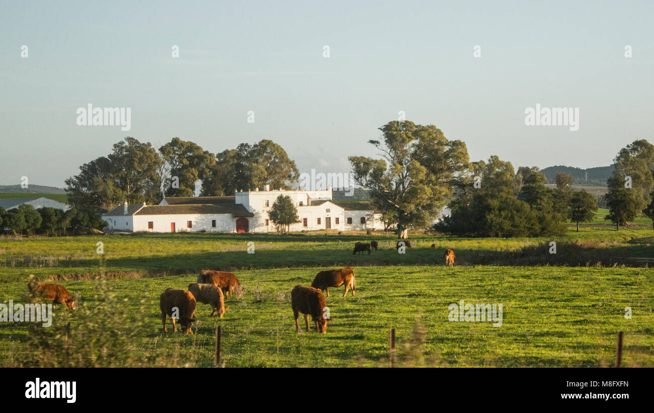 beautiful autumn landscape with grazing cows Stock Photo - Alamy