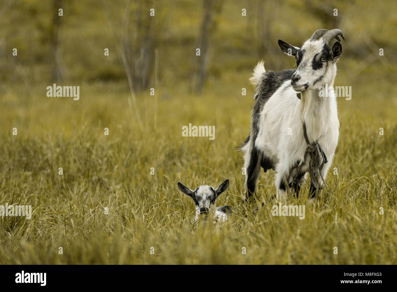 Young black white goatling lying on green grass at summer pasture Stock ...