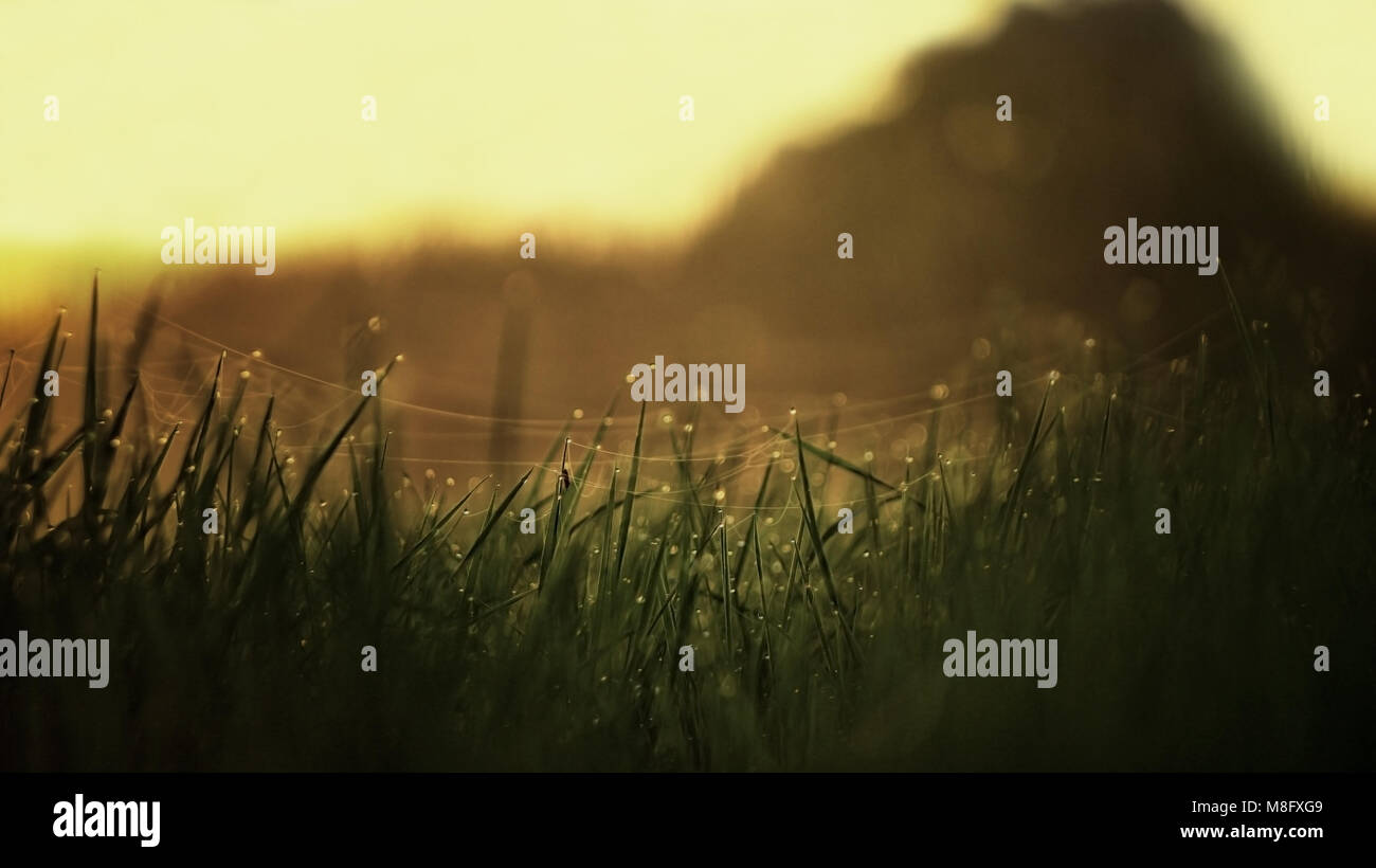 Morning dew grass sunlight Stock Photo - Alamy