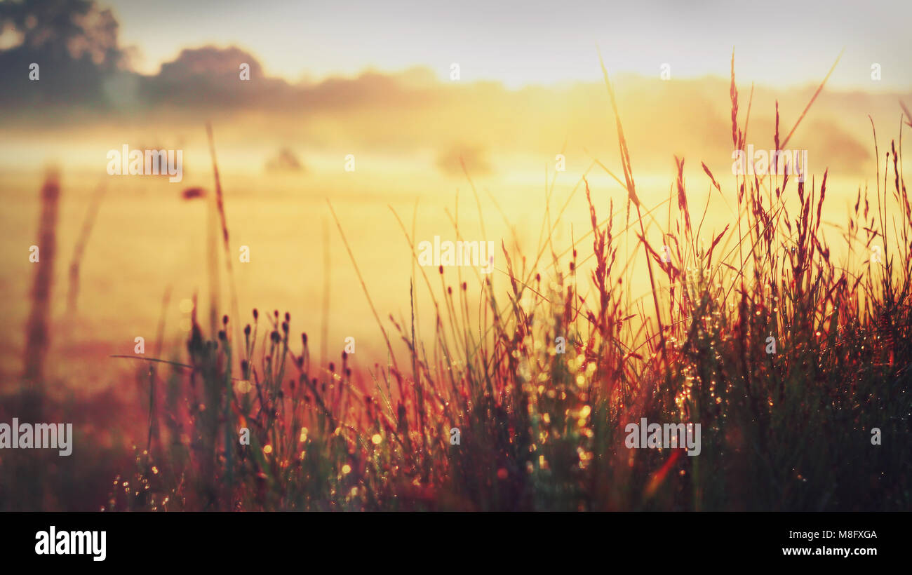 Morning dew grass sunlight Stock Photo - Alamy