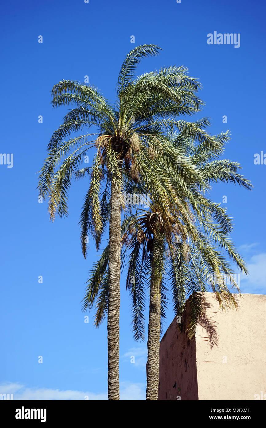 Palm trees and cornerof building Stock Photo - Alamy