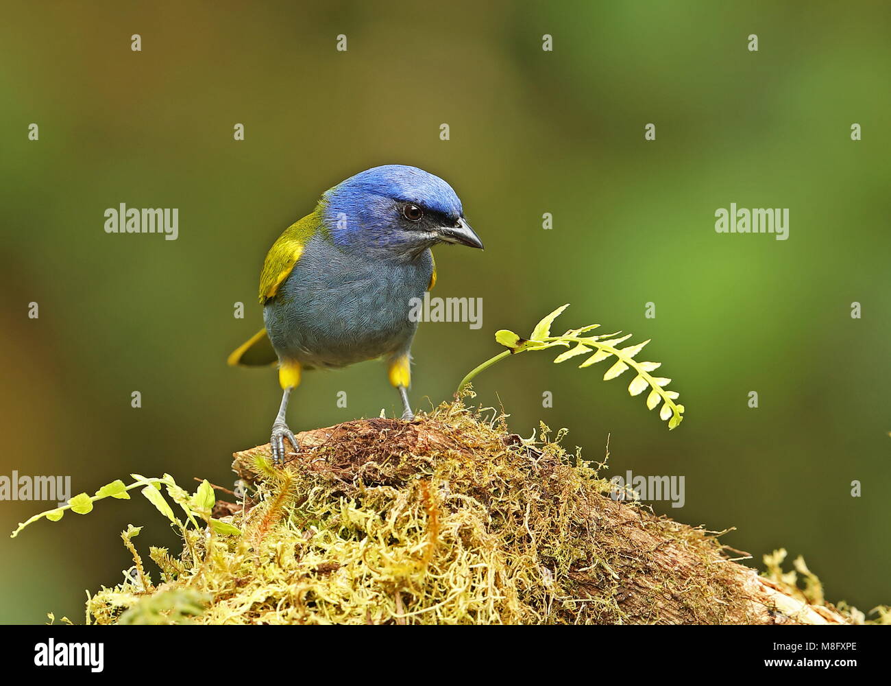 Blue-capped Tanager (Sporathraupis cyanocephala cyanocephala) adult ...