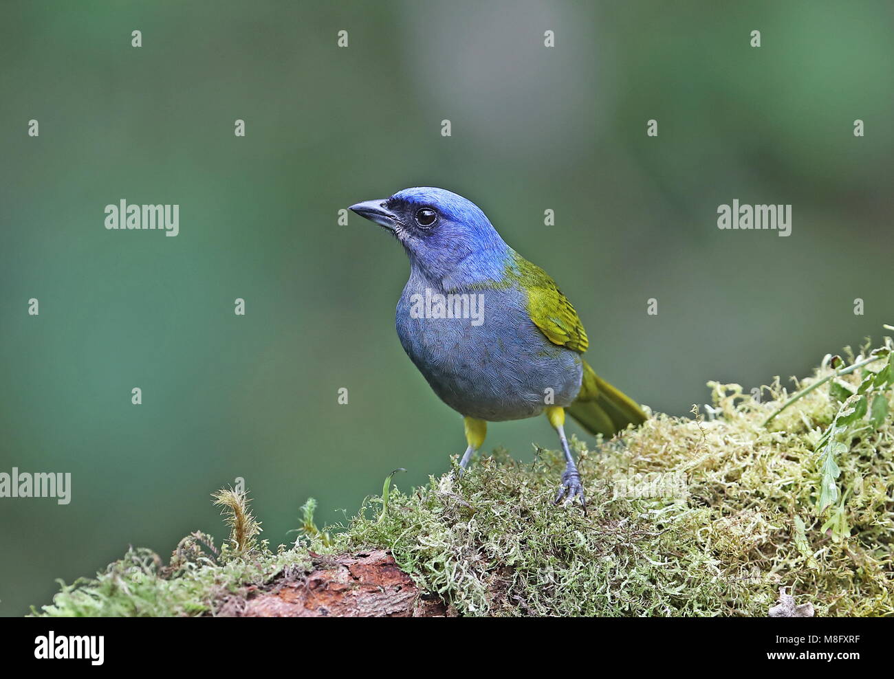 Blue capped hi-res stock photography and images - Alamy
