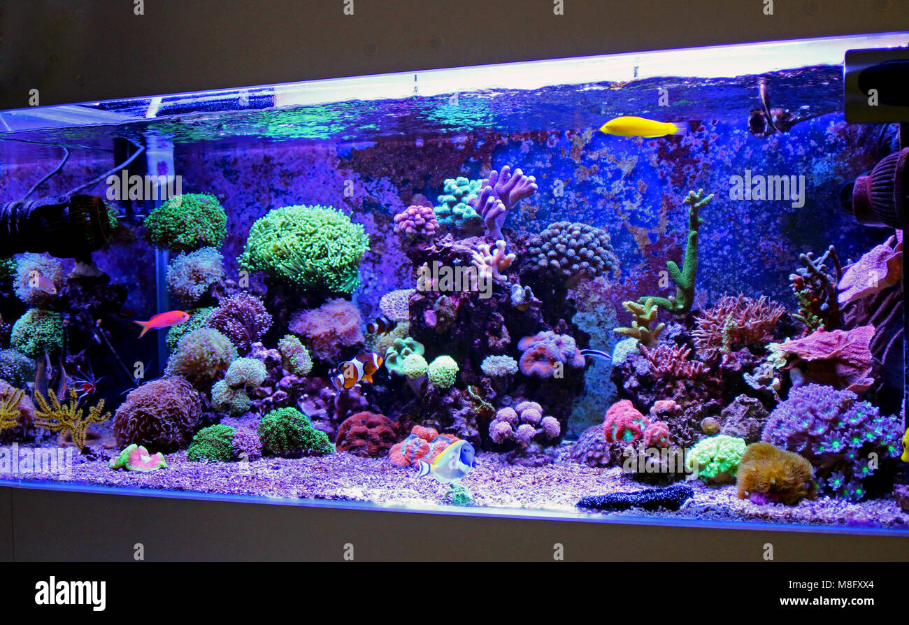 Saltwater coral reef aquarium tank Stock Photo - Alamy