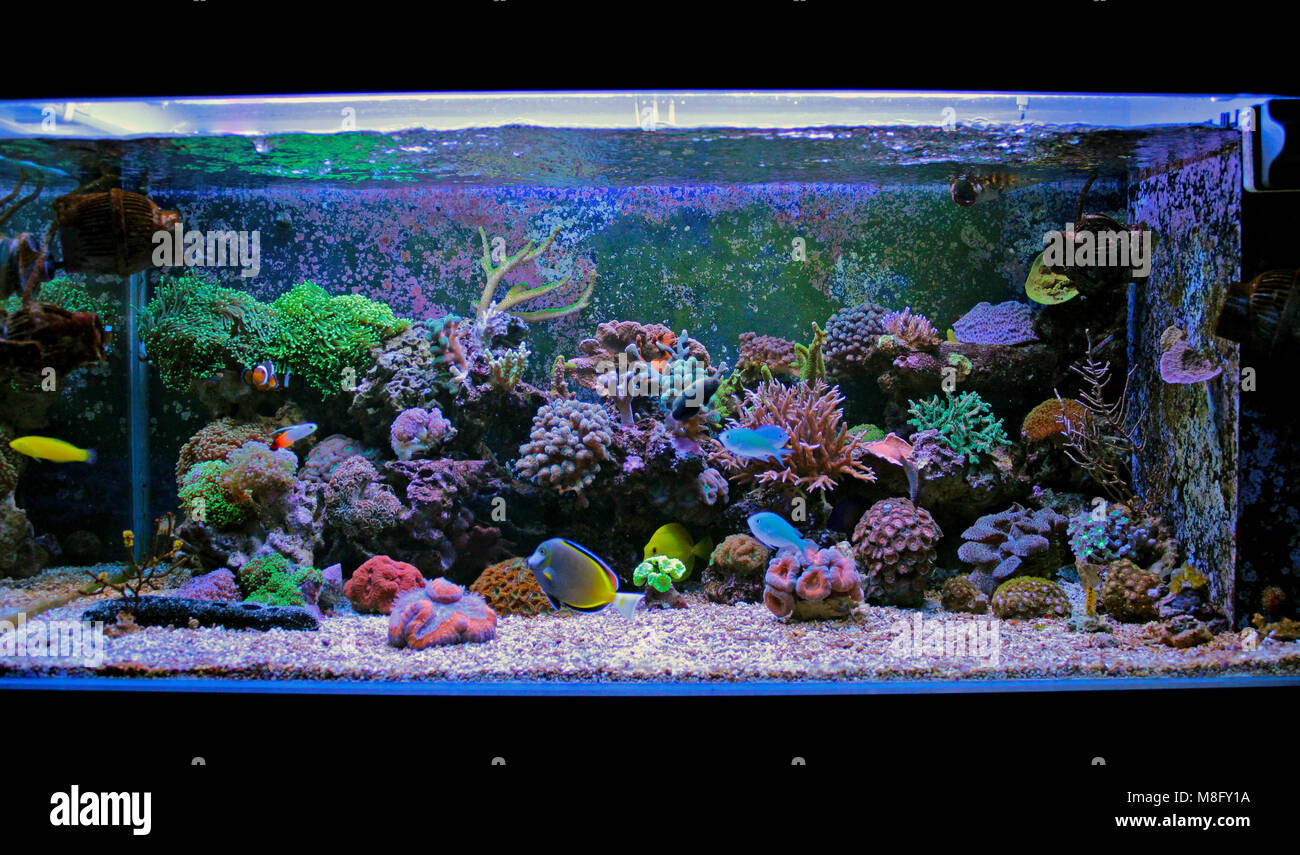 Reef tank aquascape hi-res stock photography and images - Alamy