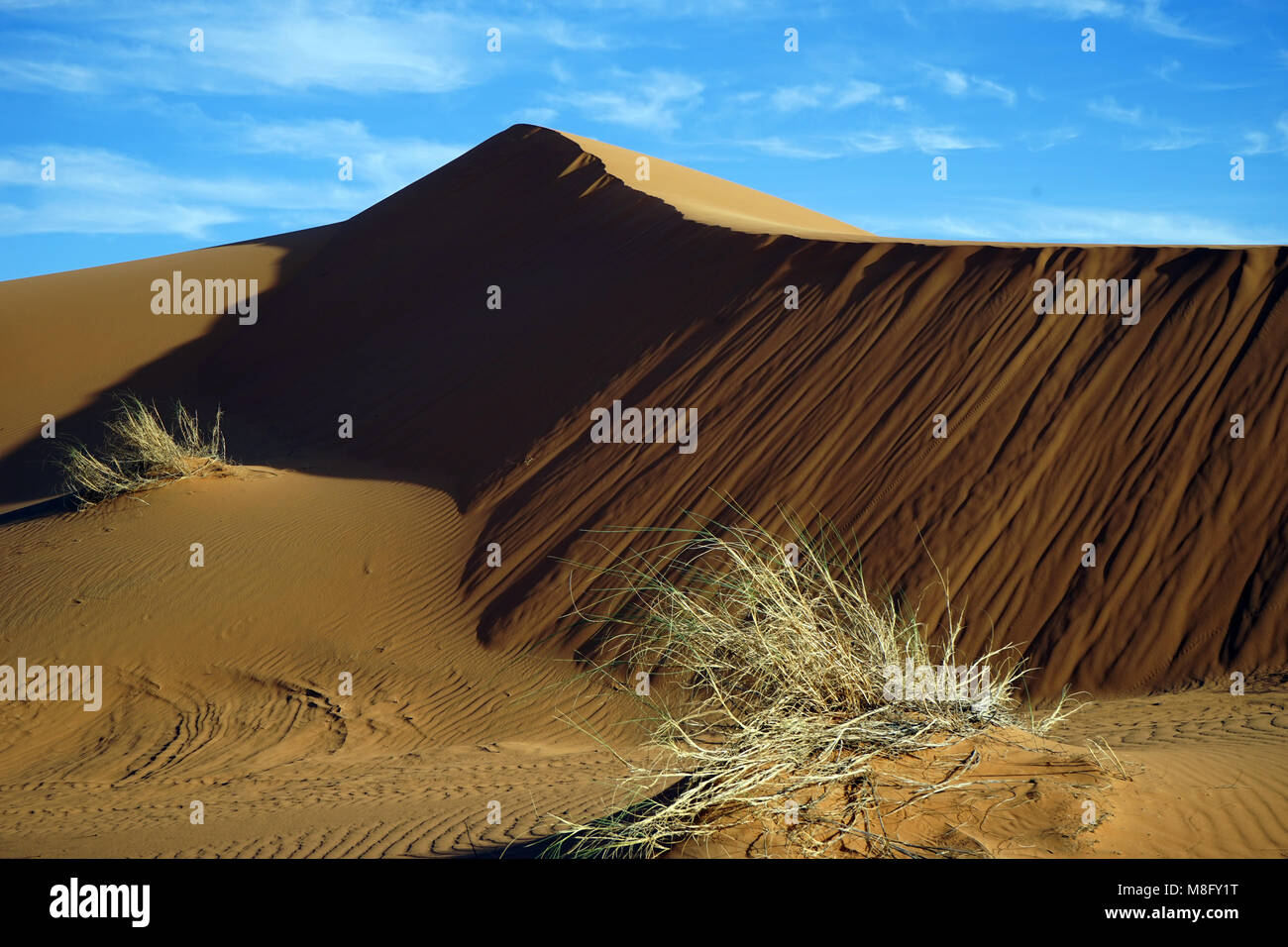 Dry grass in Sahara desert near Merzuga in Morocco Stock Photo - Alamy