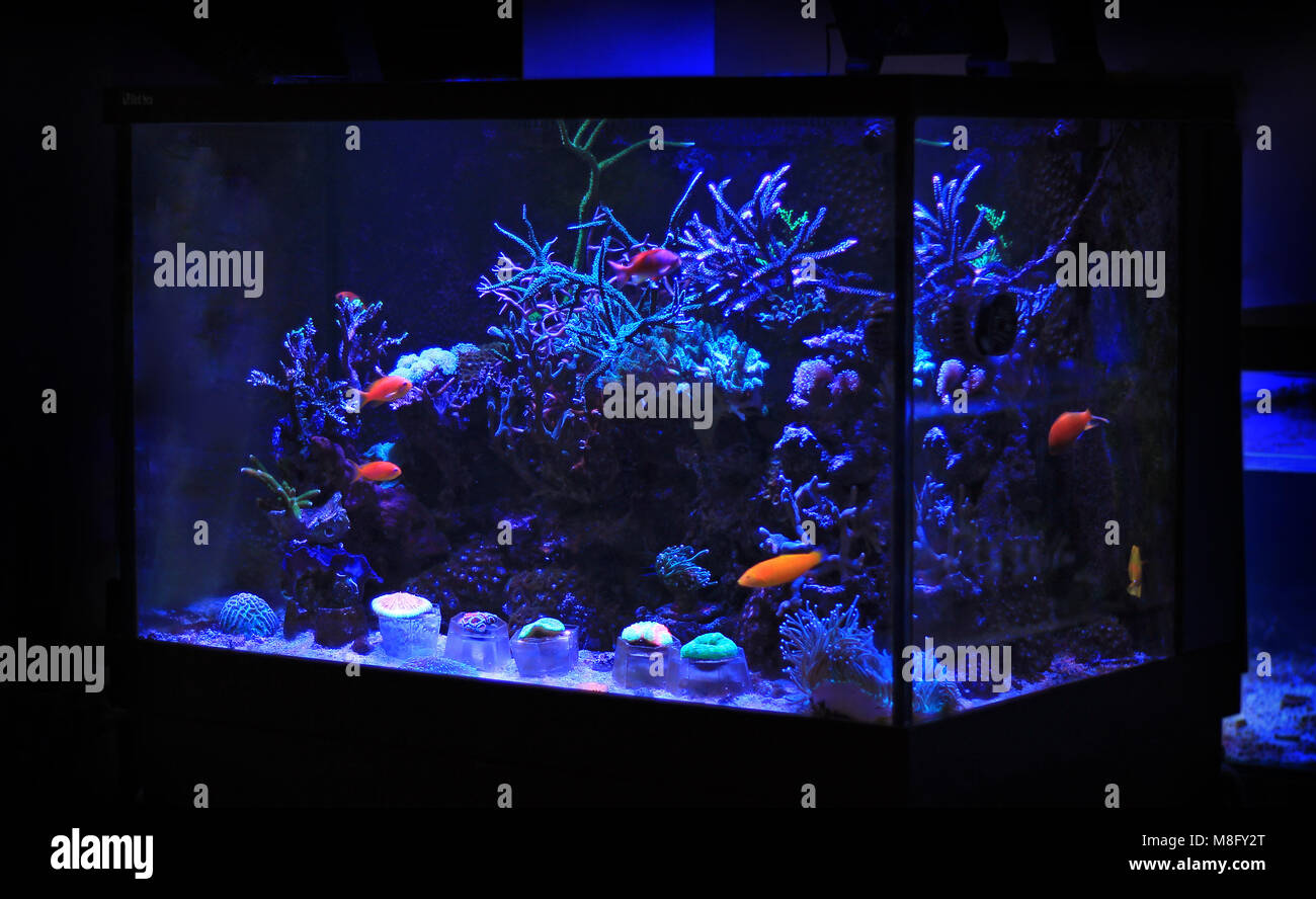 Saltwater coral reef aquarium tank Stock Photo - Alamy