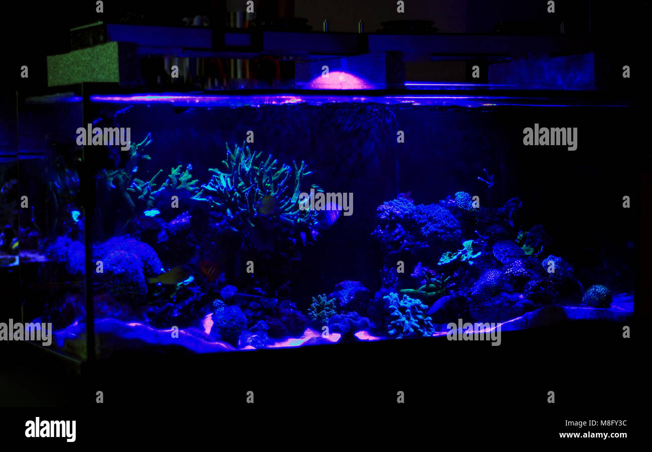 Saltwater coral reef aquarium tank Stock Photo - Alamy