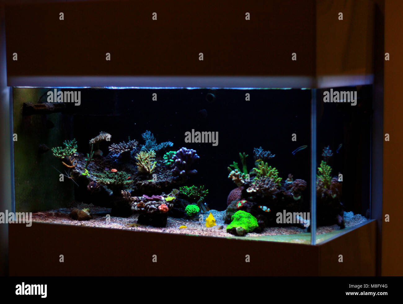 Saltwater coral reef aquarium tank Stock Photo - Alamy