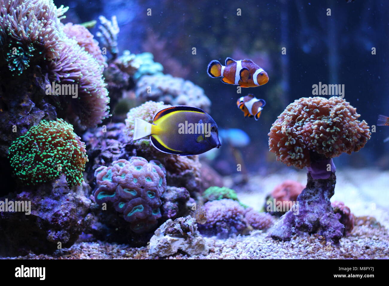 Saltwater coral reef aquarium tank Stock Photo - Alamy