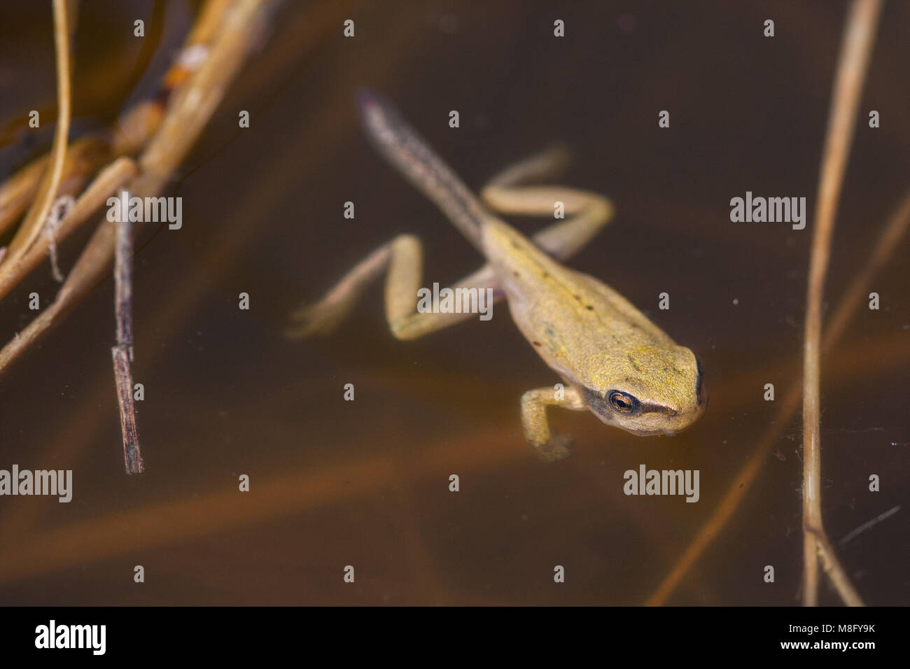 Hyla arborea in pond swimming among plants juvenile animal Stock Photo ...