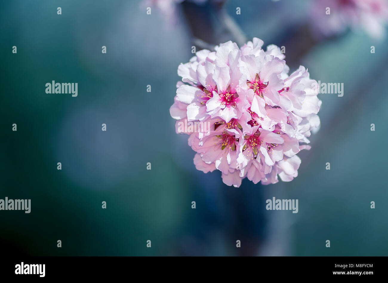 Japanese almond tree hi-res stock photography and images - Alamy