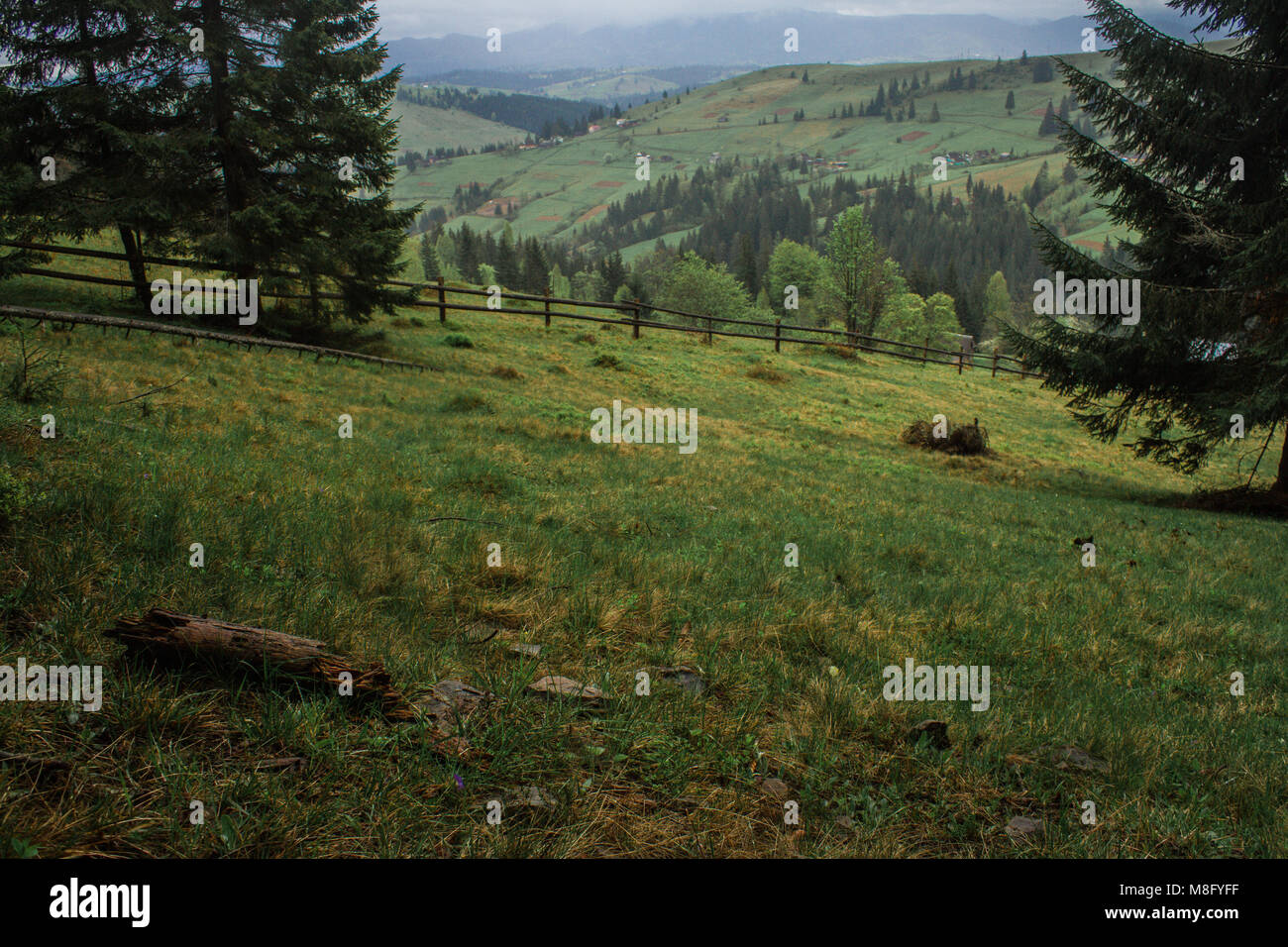 Foggy Sunrise in Forest, North Carolina temperaterainforest morning ...