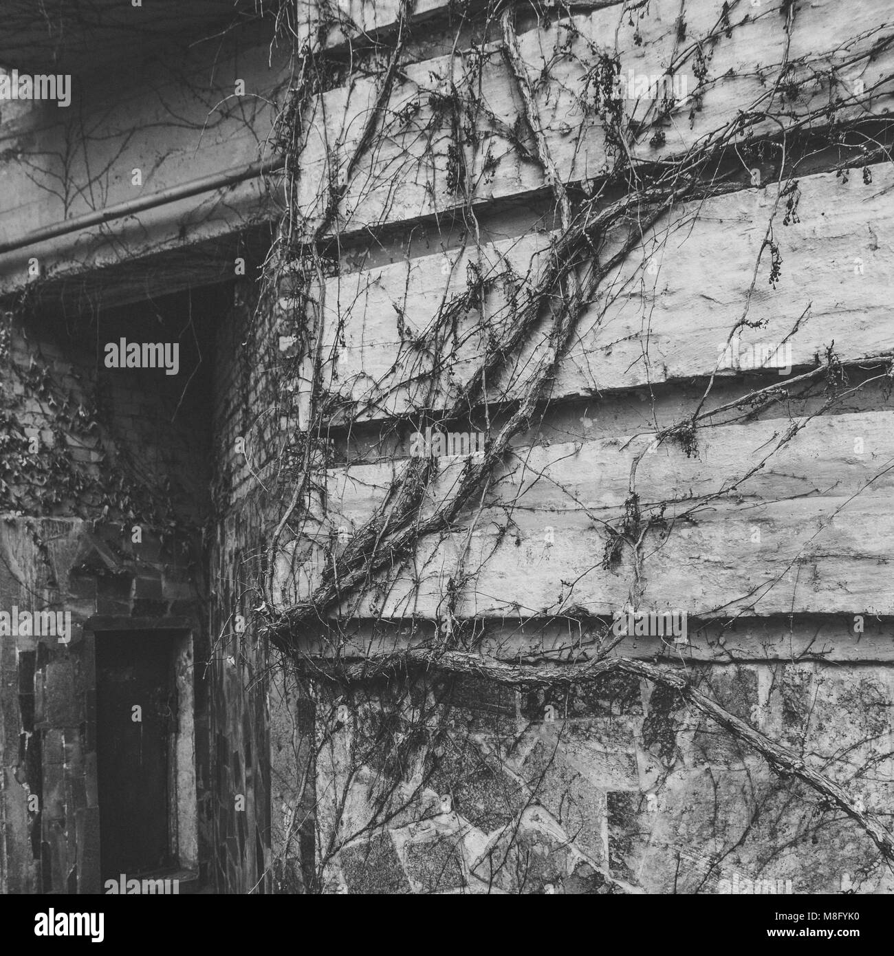 House covered with vines Black and White Stock Photos & Images - Alamy