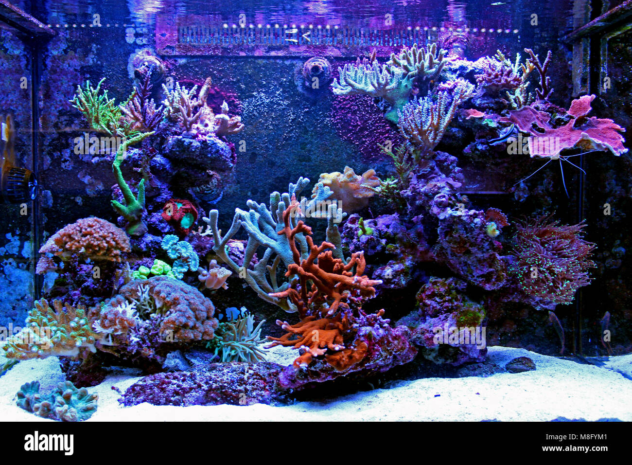 Saltwater coral reef aquarium tank Stock Photo - Alamy