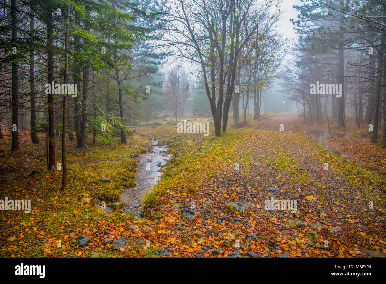 A small river in a forest in autumn / woods / forest / fall / leaves ...