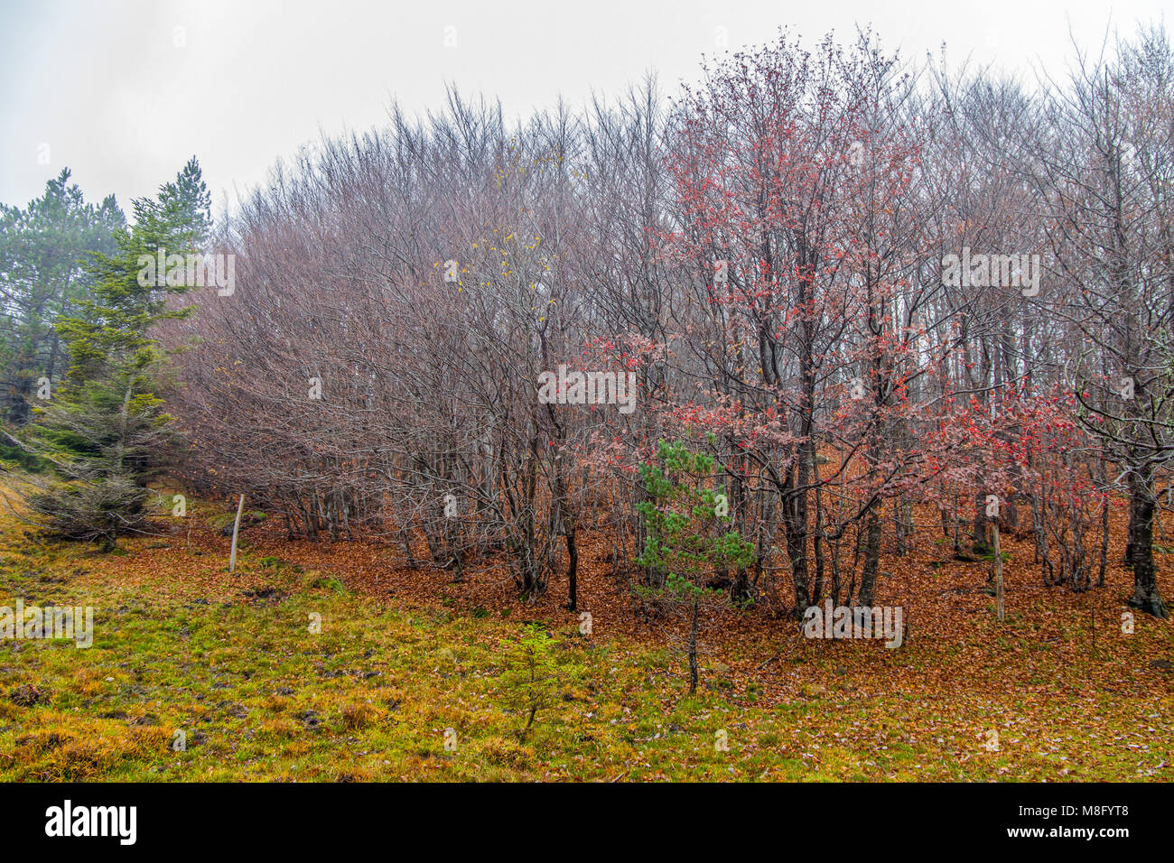 Forest of beech and pine trees in autumn/ woods/ forest/ autumn/ Italy ...