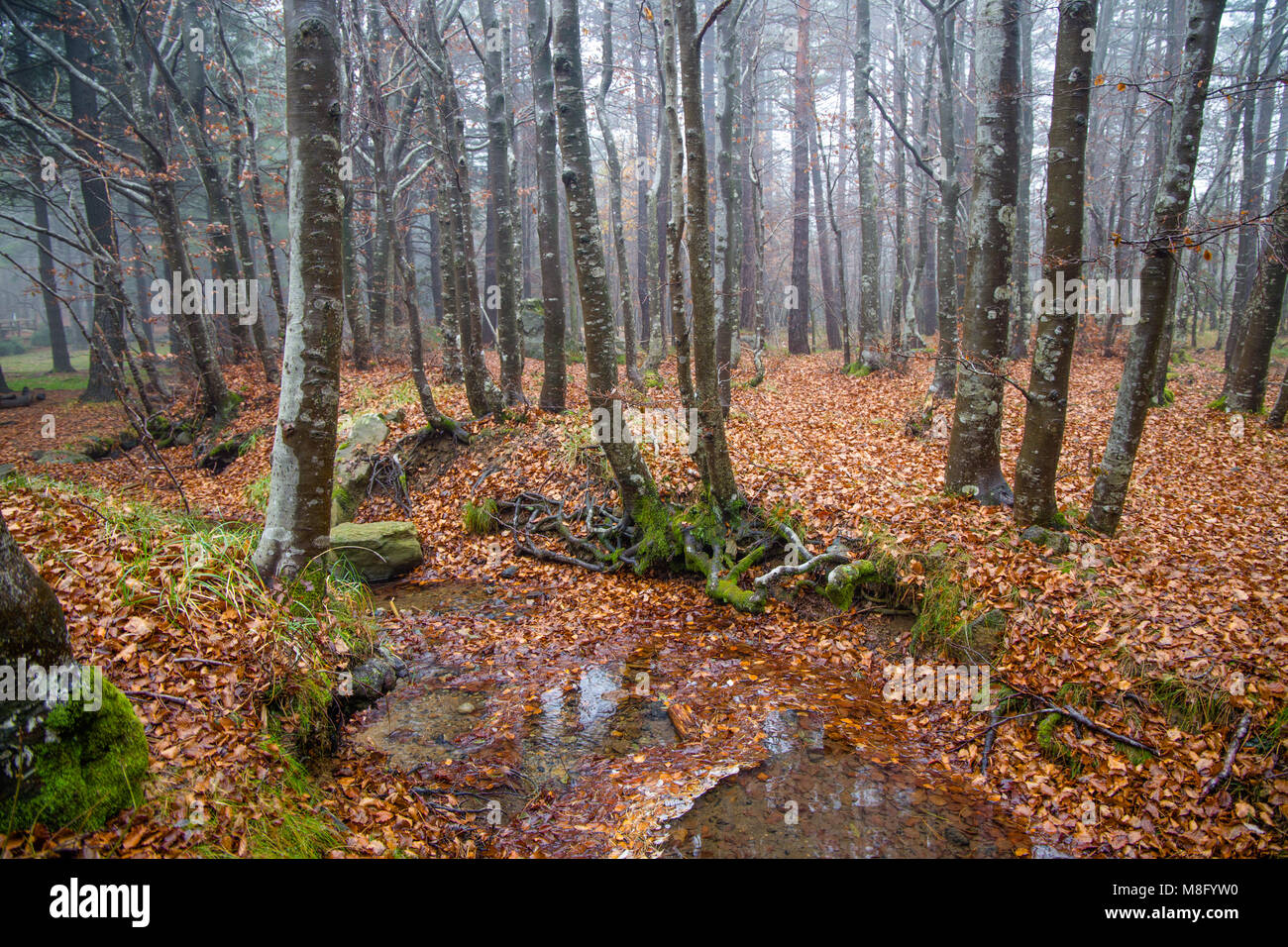 A small river in a forest in autumn / woods / forest / fall / leaves ...