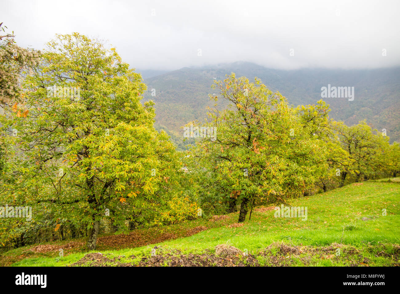 Chestnut trees in autumn Stock Photo - Alamy