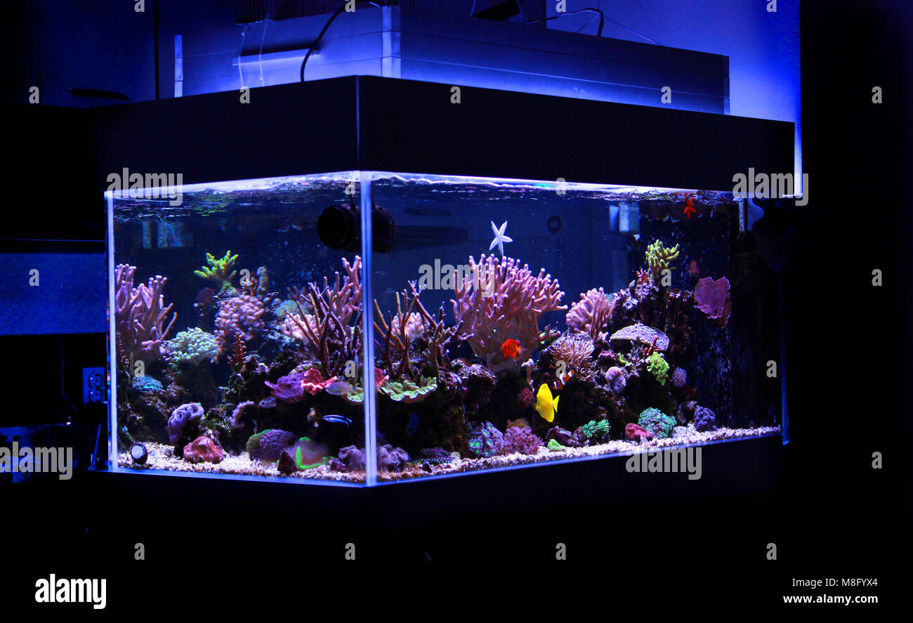 Reef tank aquascape hi-res stock photography and images - Alamy