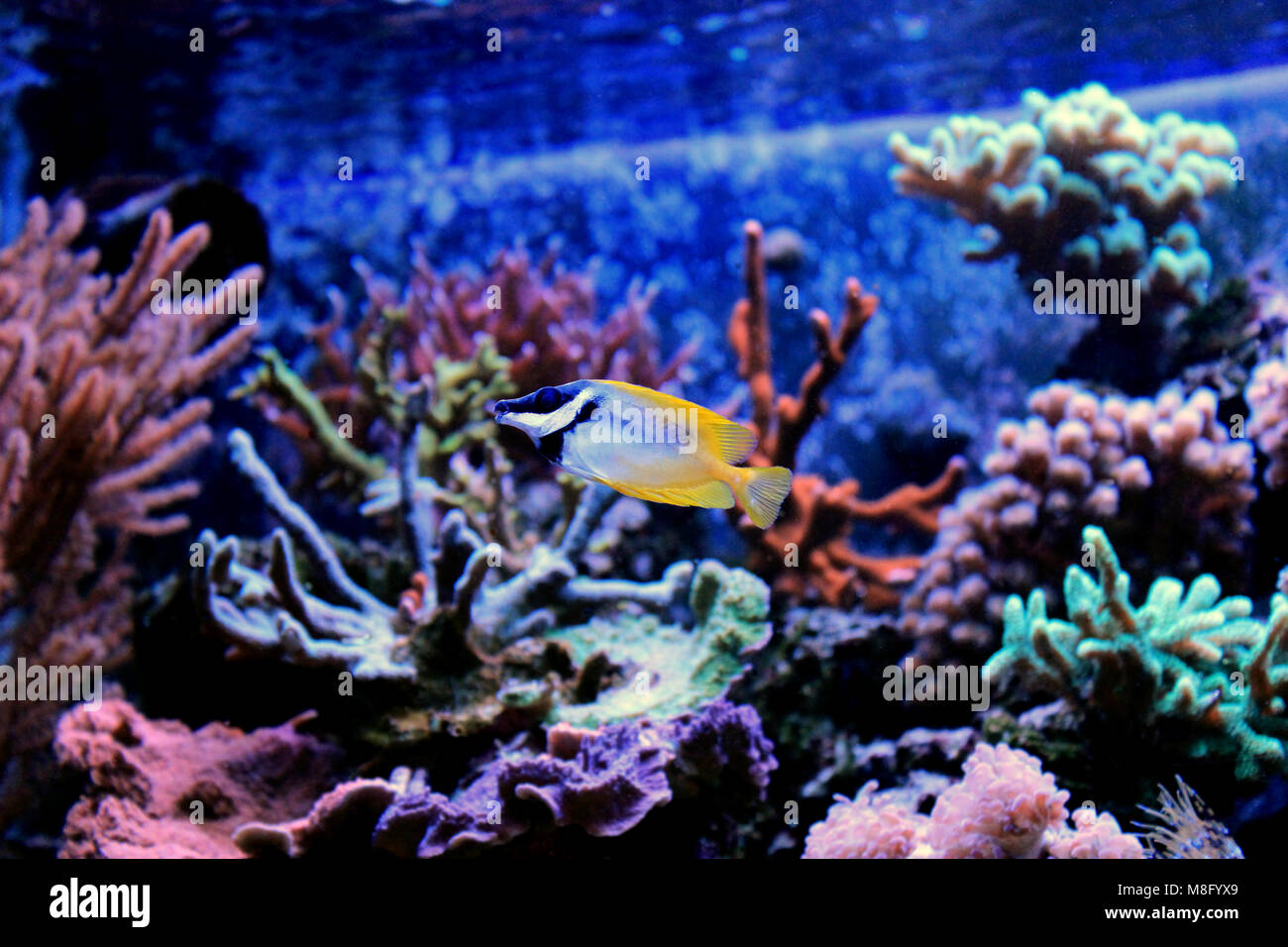 Foxface rabbitfish in aquarium Stock Photo - Alamy
