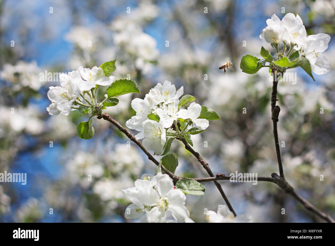 Small bee flying around white blooming flowers of apple tree in ...