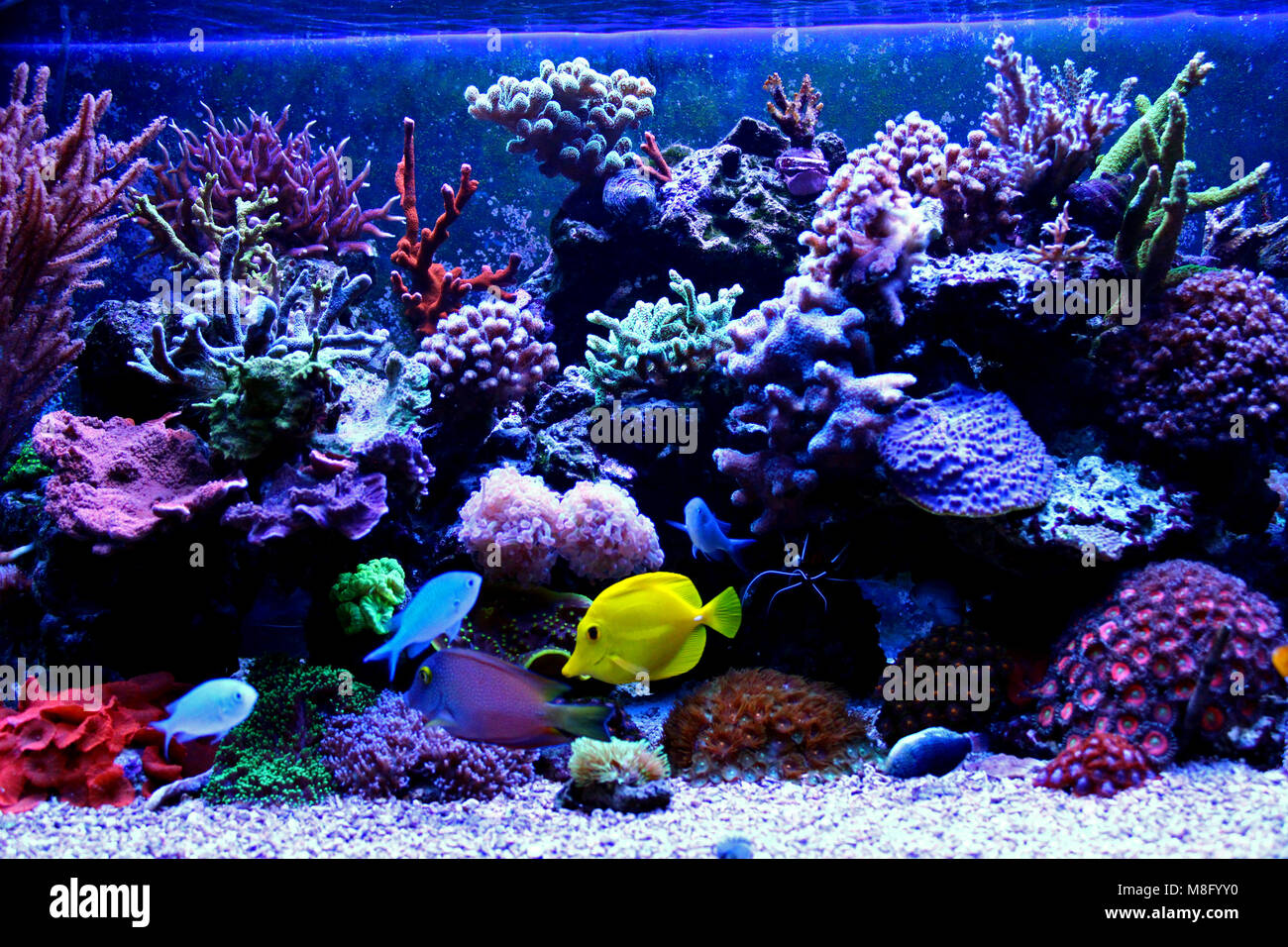 Saltwater coral reef aquarium tank Stock Photo - Alamy