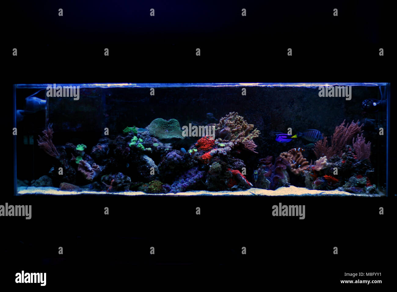 Saltwater coral reef aquarium tank Stock Photo - Alamy