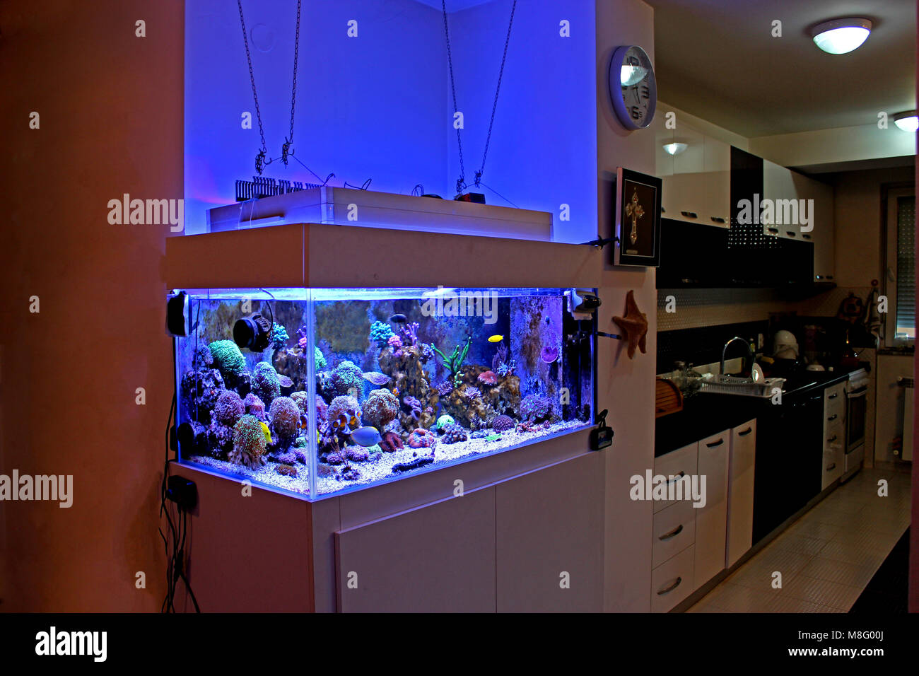 Saltwater coral reef aquarium tank Stock Photo - Alamy