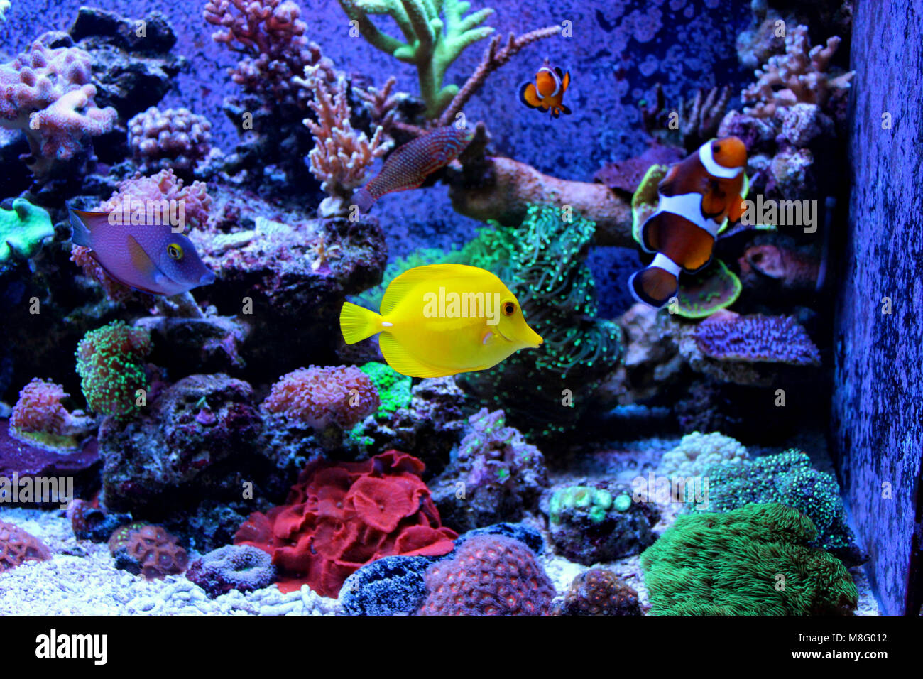 Saltwater coral reef aquarium tank Stock Photo - Alamy
