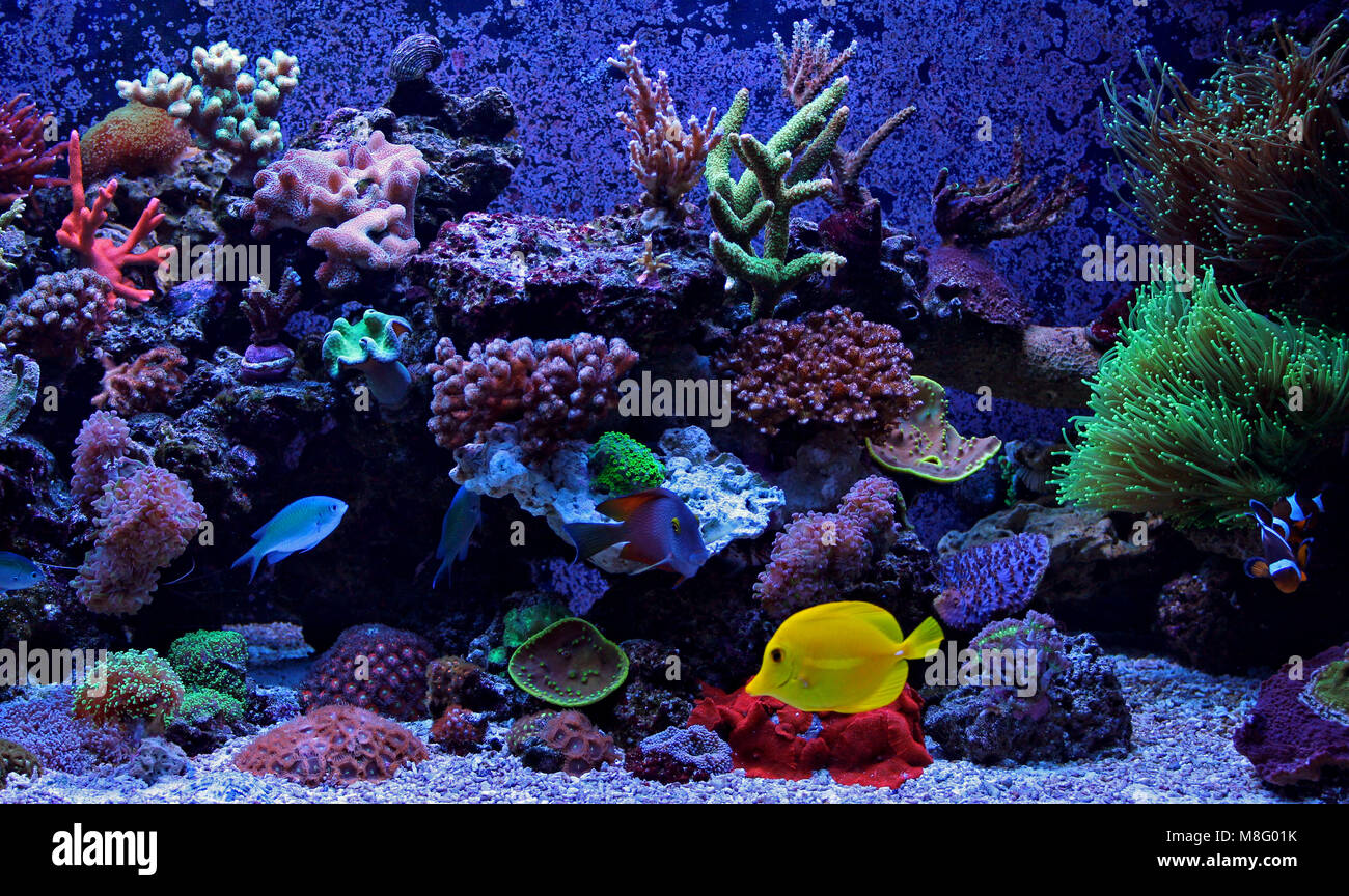 Saltwater Coral Identification