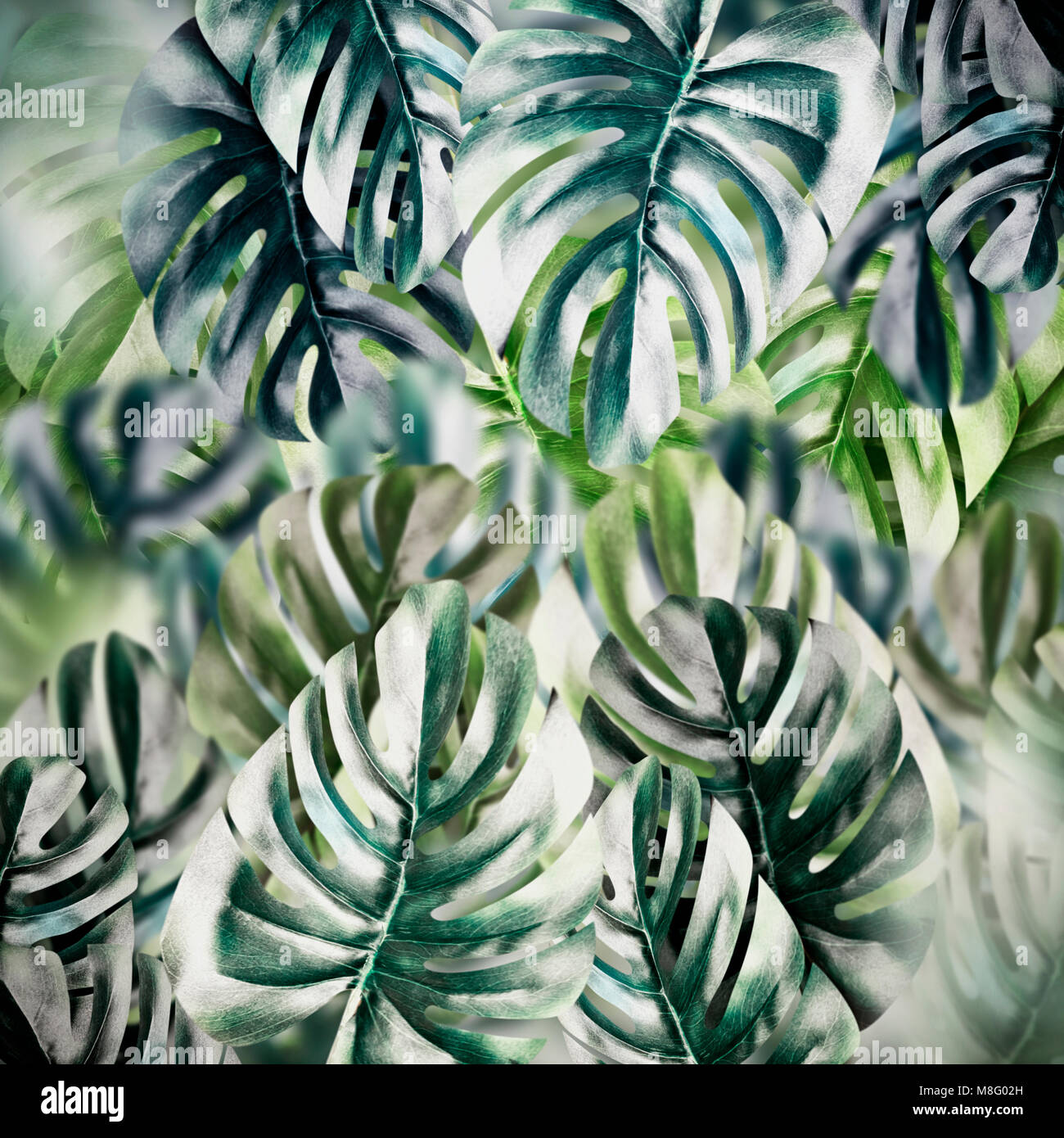 Tropical leaves background. Monstera leaf texture or pattern Stock ...