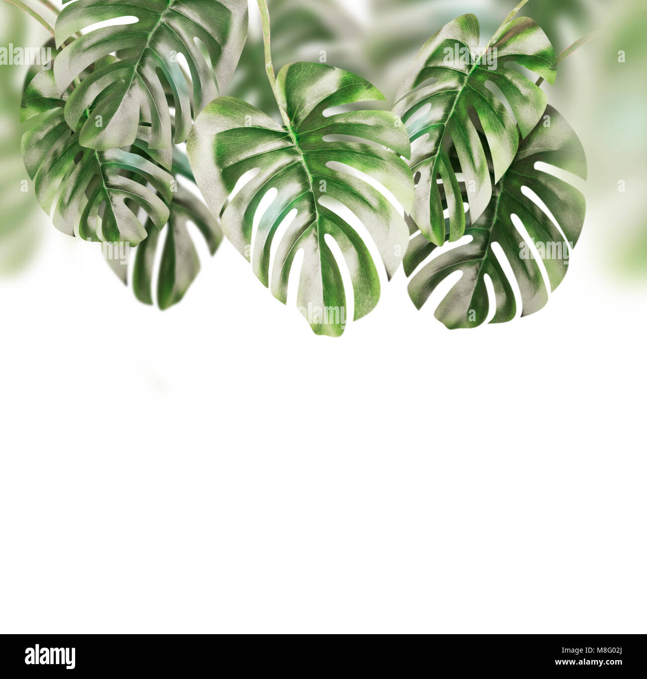 Tropical leaves background . Hanging Monstera branches hanging ...